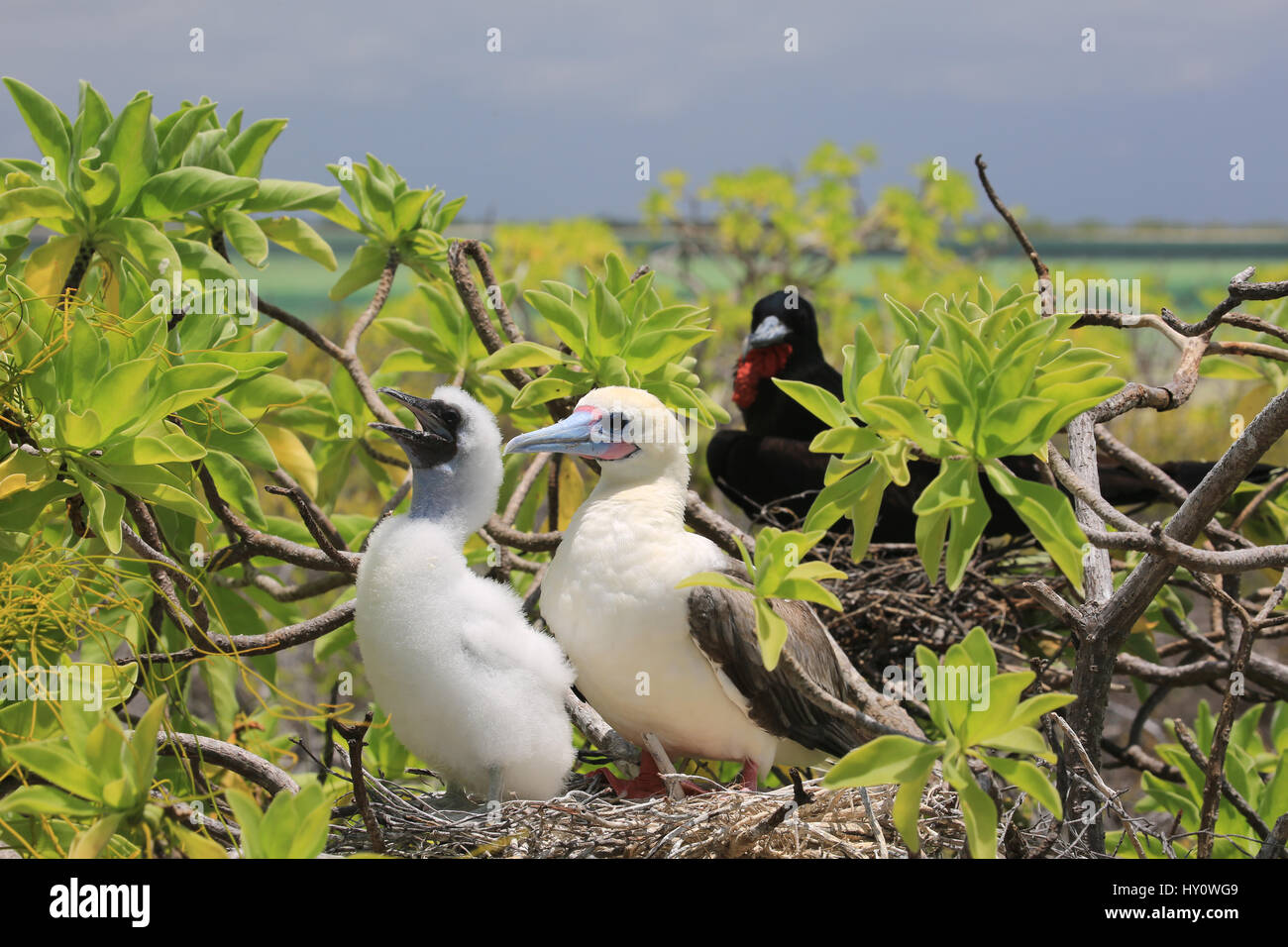 Red-footed booby bird with a chick in the nest, Christmas Island ...