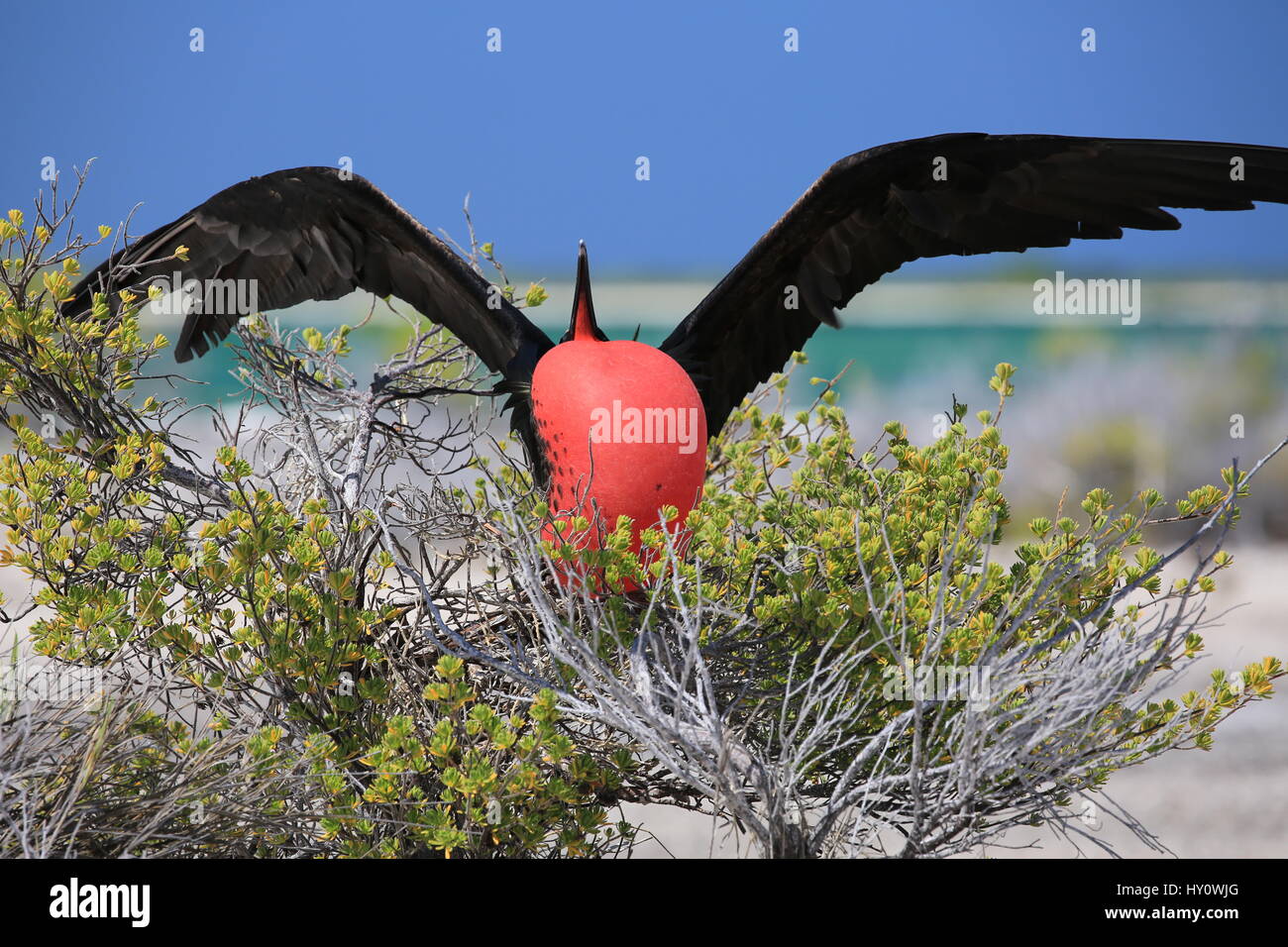 Christmas island frigatebird hi-res stock photography and images - Alamy