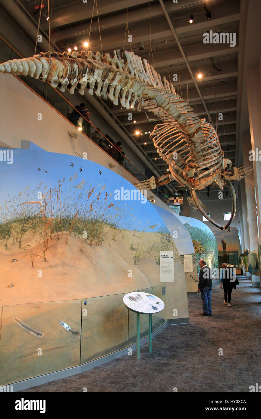 Leviathan Whale Skeleton