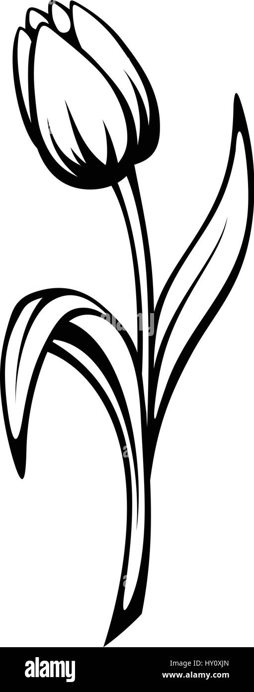 Vector black contour of a tulip flower isolated on a white background ...