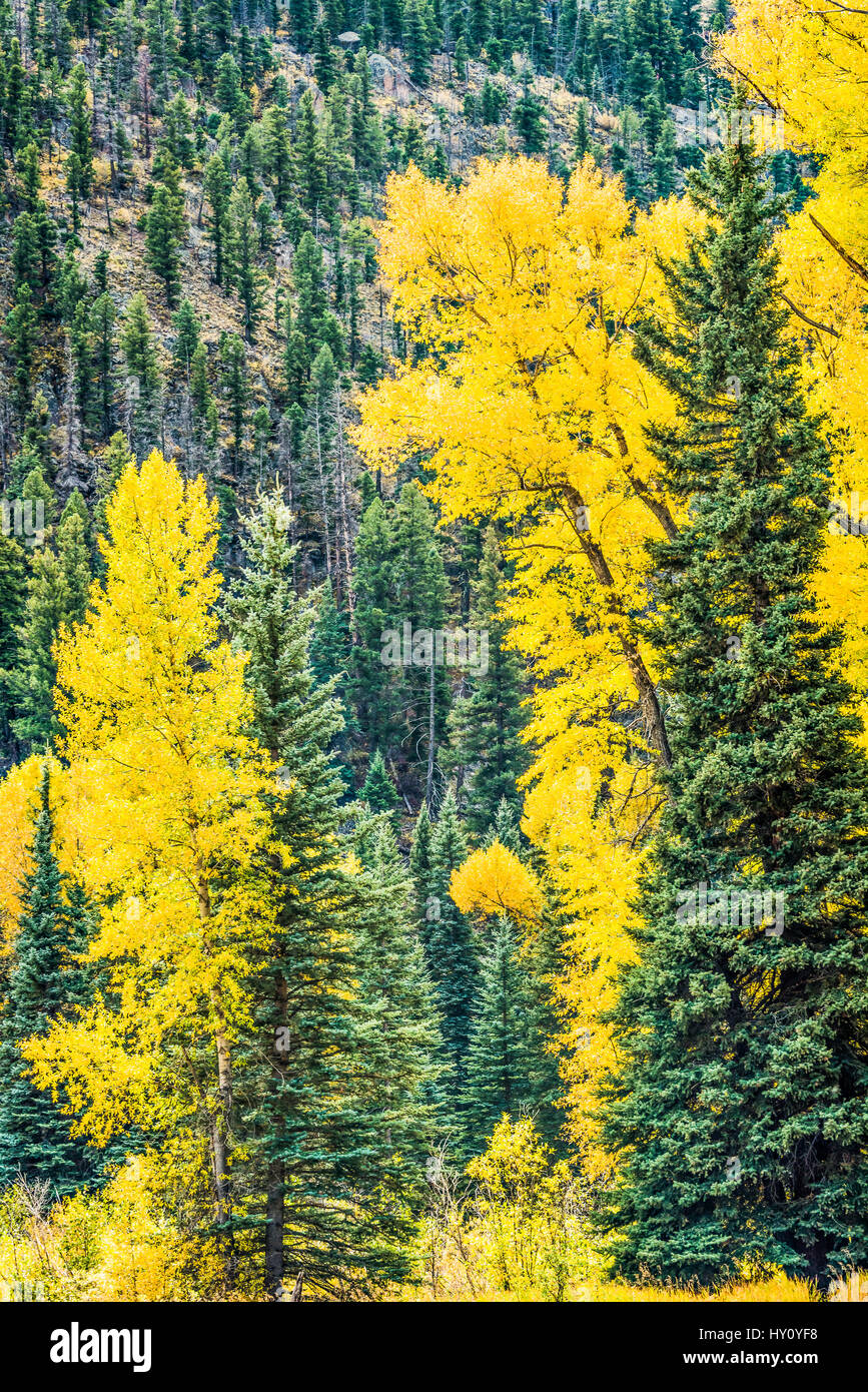 Tall aspen trees hi-res stock photography and images - Alamy