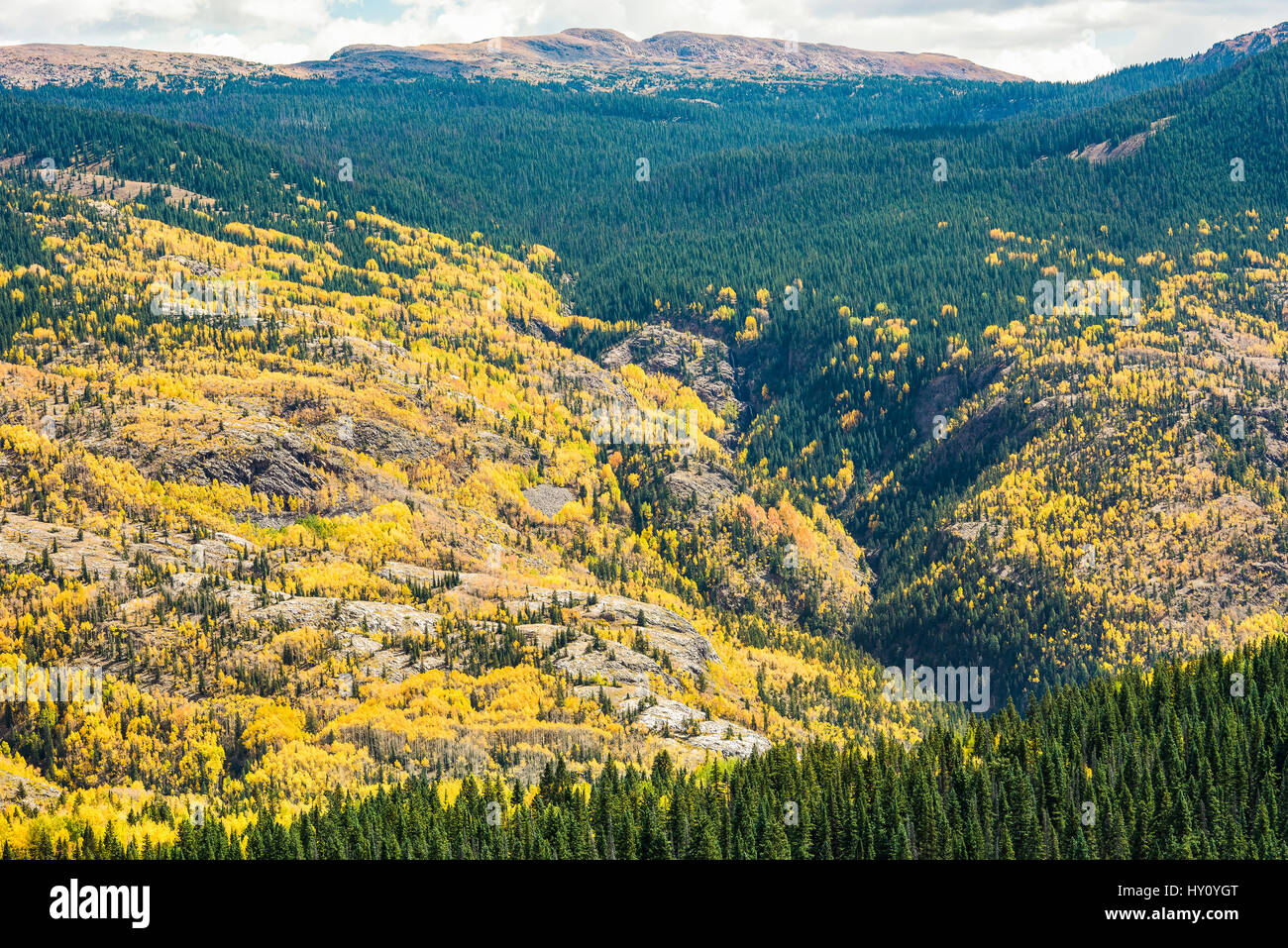 Golden Aspen High Resolution Stock Photography and Images - Alamy