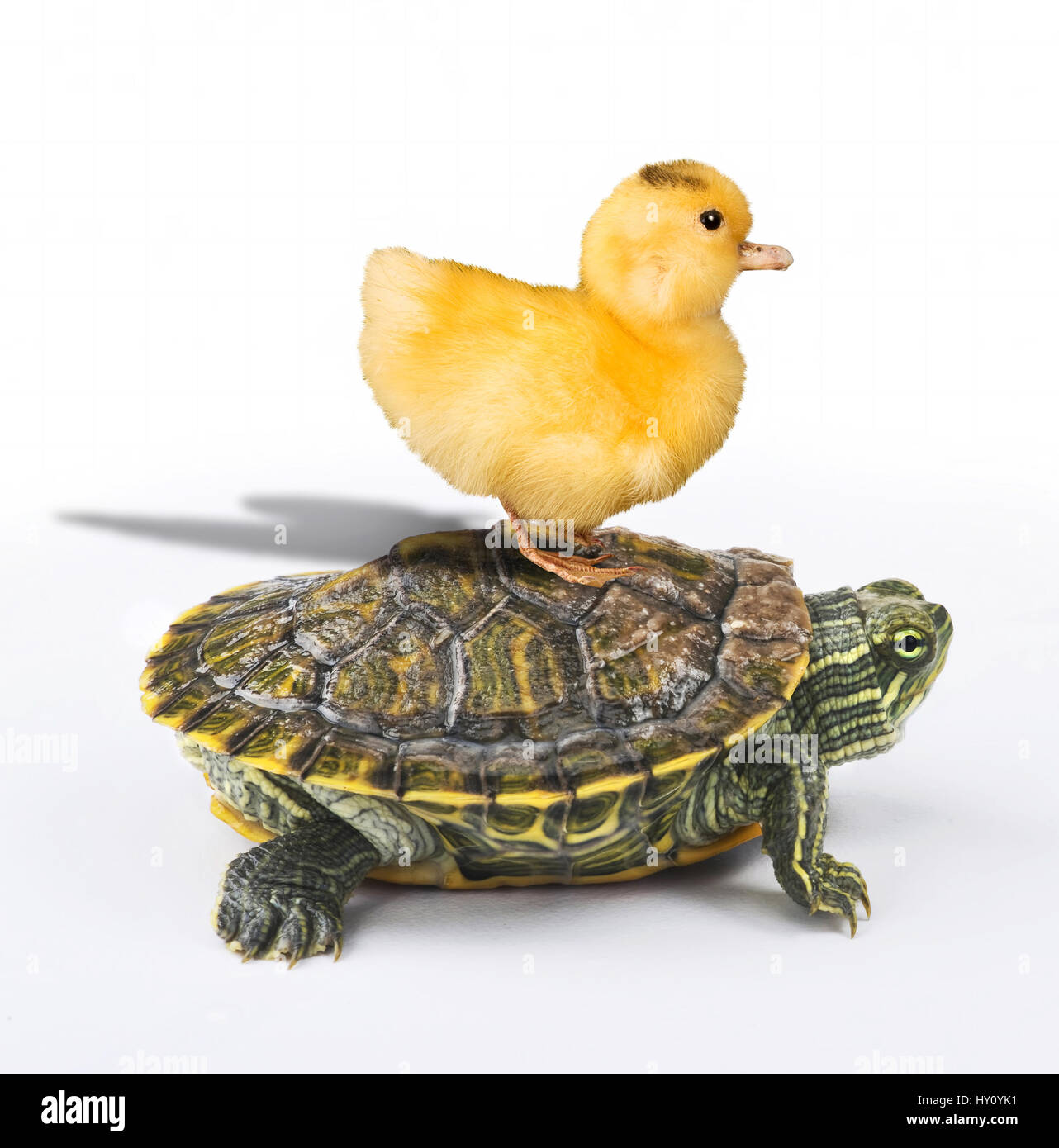 Turtle ride hi-res stock photography and images - Alamy