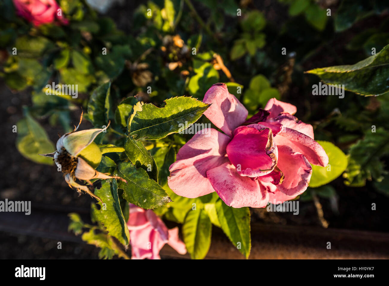 Wilted rose hi-res stock photography and images - Alamy