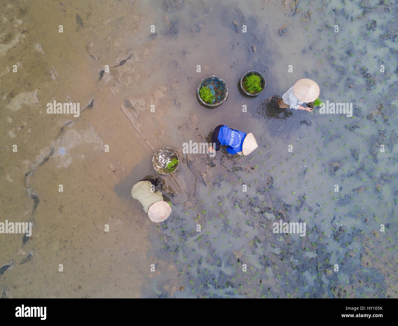 Rice farming in vietnam hi-res stock photography and images - Alamy