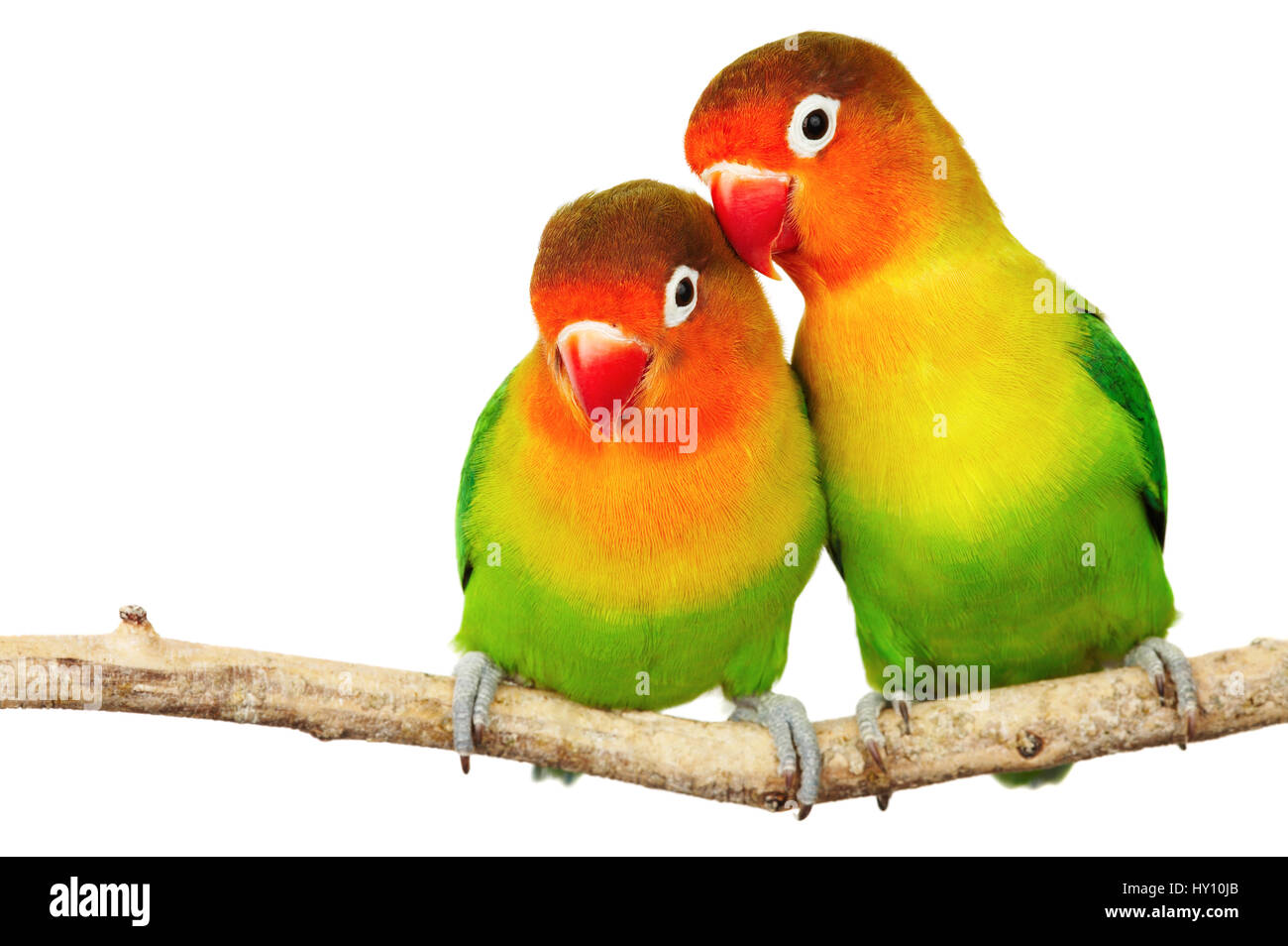 Pair of lovebirds agapornis-fischeri isolated on white Stock Photo - Alamy