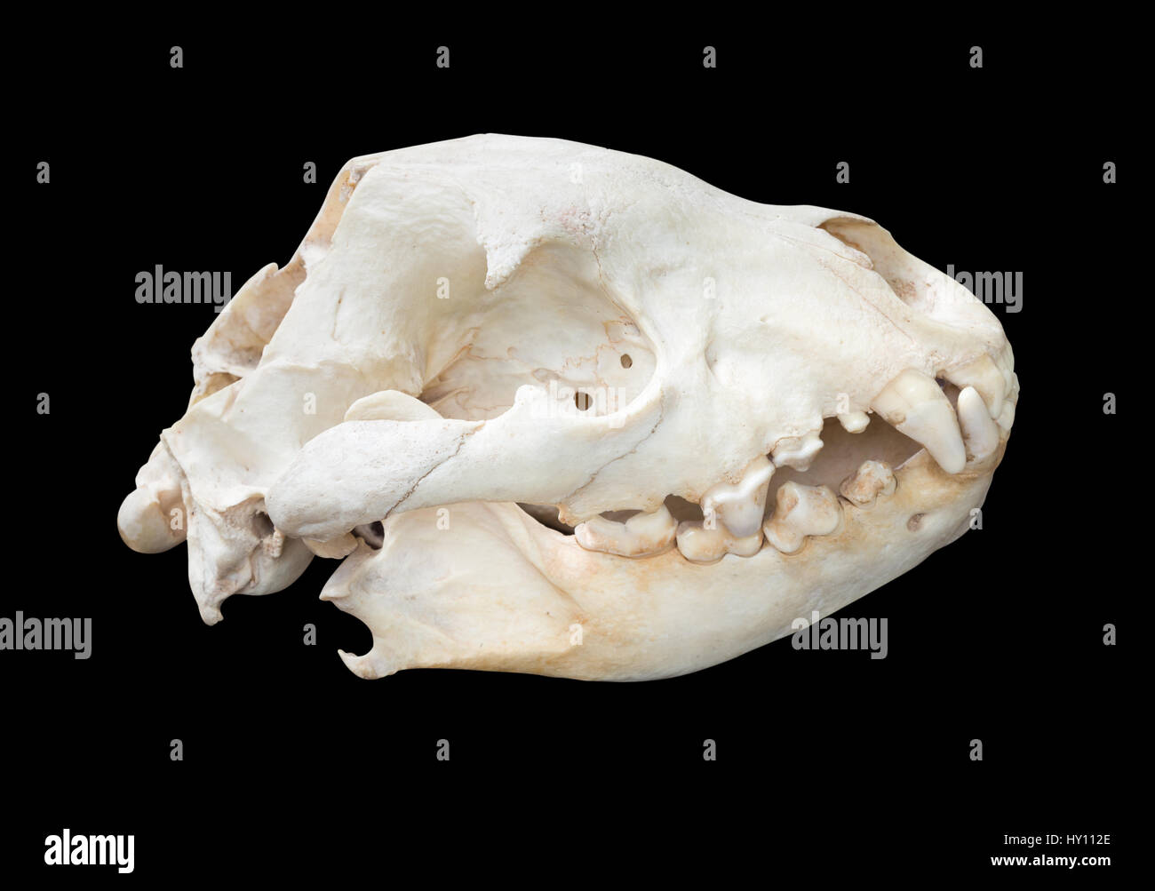 Spotted hyena skull crocuta crocuta hi-res stock photography and images ...