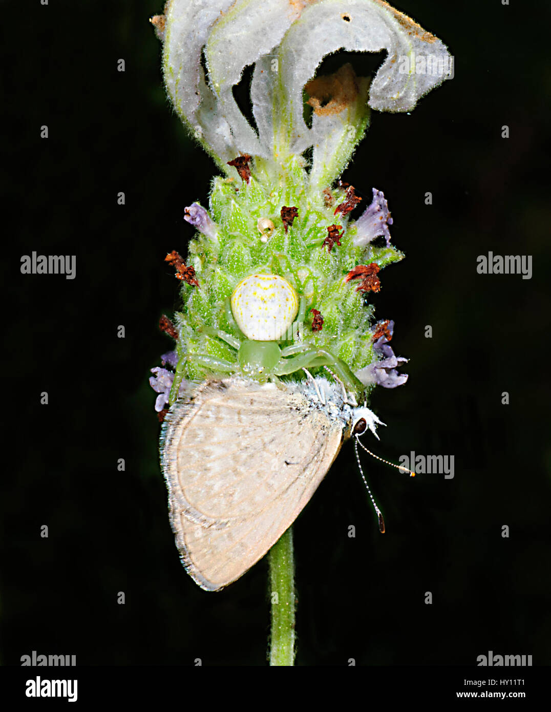 Australian crab spider hi-res stock photography and images - Alamy