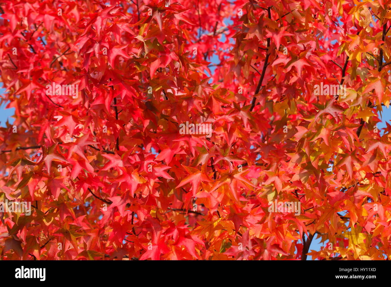 Maple tree sheets hi-res stock photography and images - Alamy