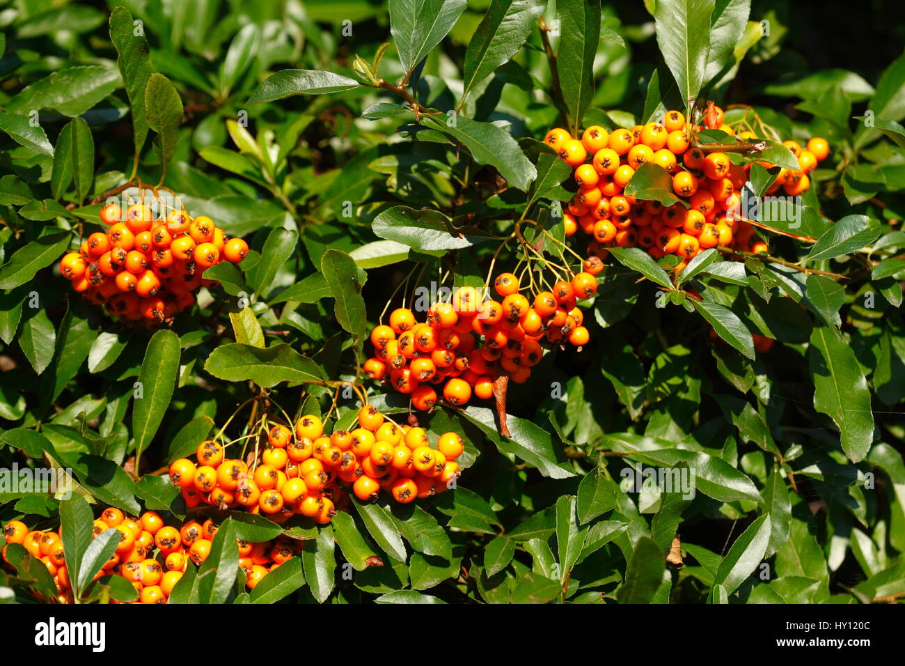 orange forest berries on a tree Stock Photo - Alamy