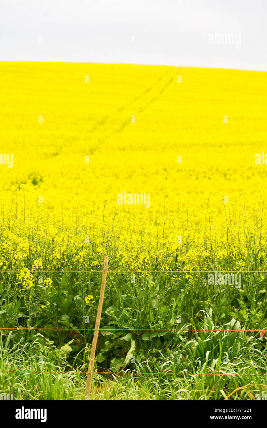 blur in south africa close up of the colza yellow field like texture ...