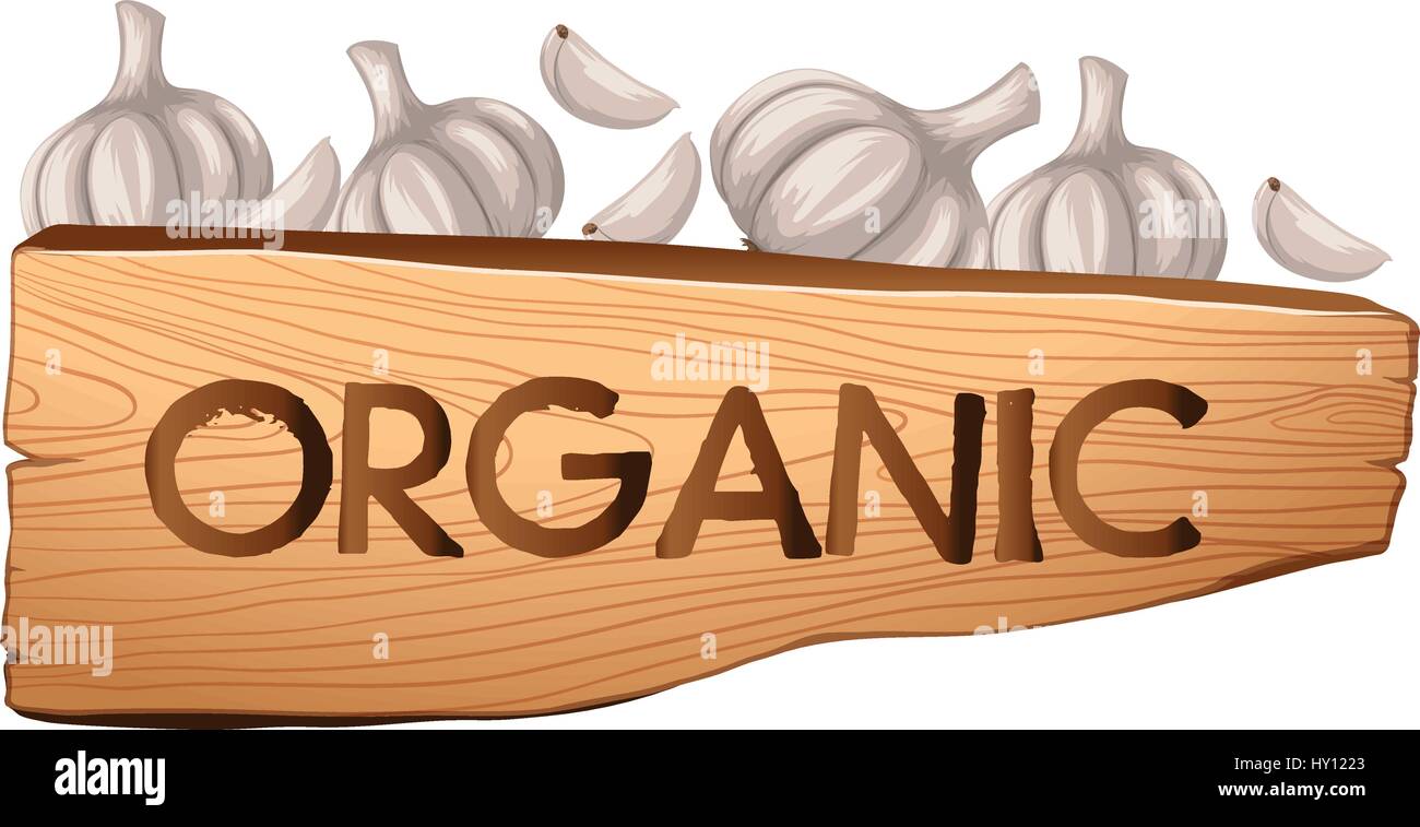 Organic sign and garlic illustration Stock Vector Image & Art - Alamy