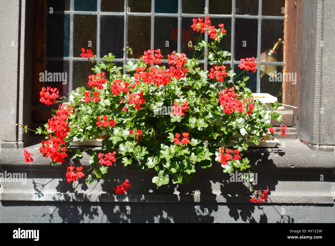 Flower box with Geraniums Summer Flowers and Window Stock Photo - Alamy