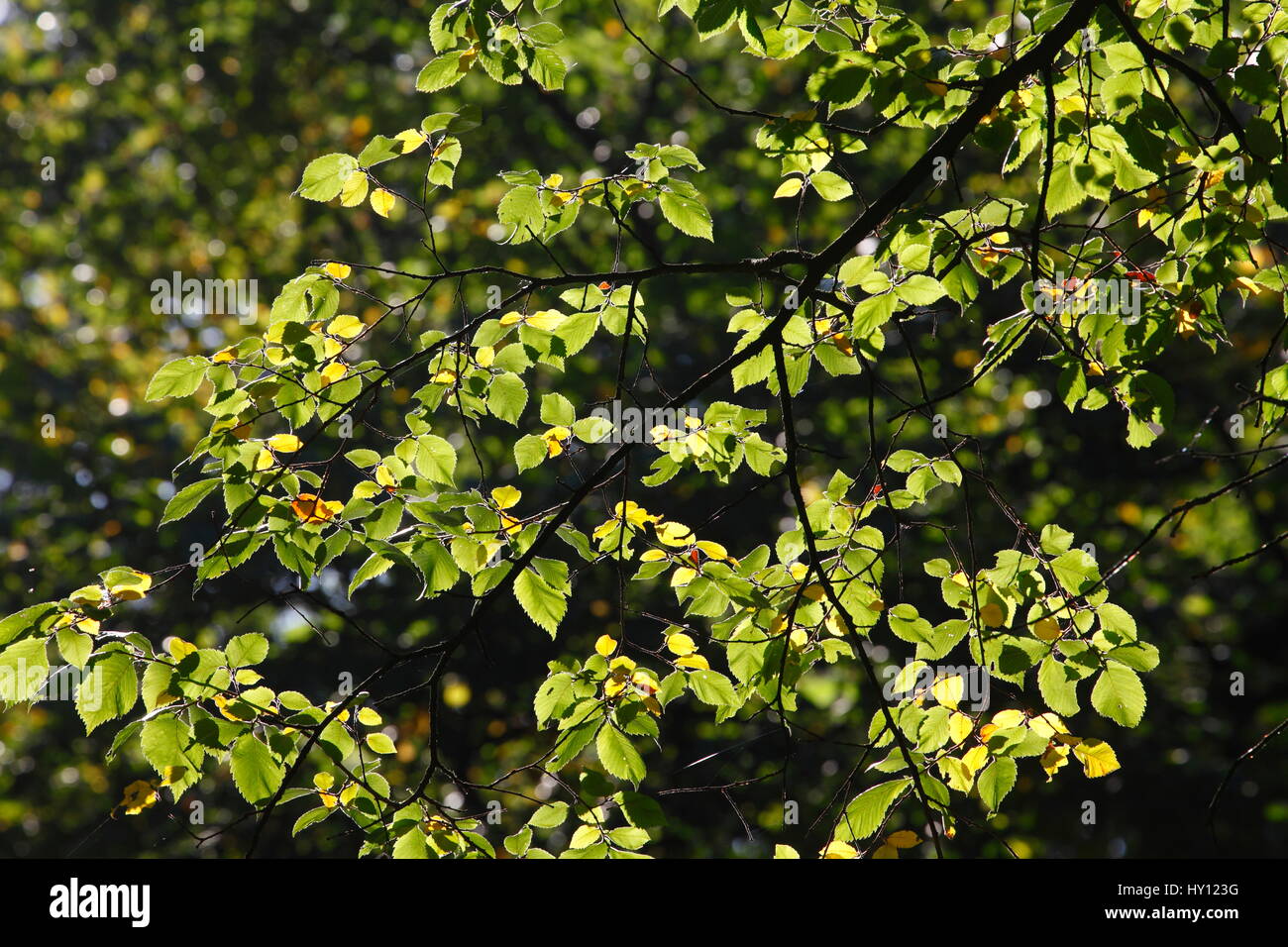 Deciduous discolouration hi-res stock photography and images - Alamy