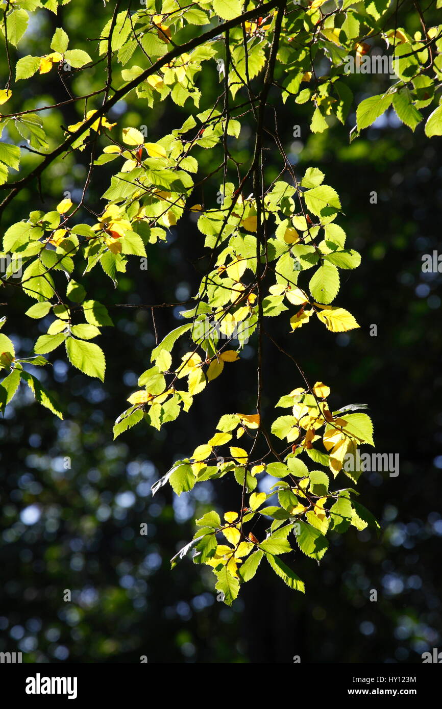 Deciduous discolouration hi-res stock photography and images - Alamy
