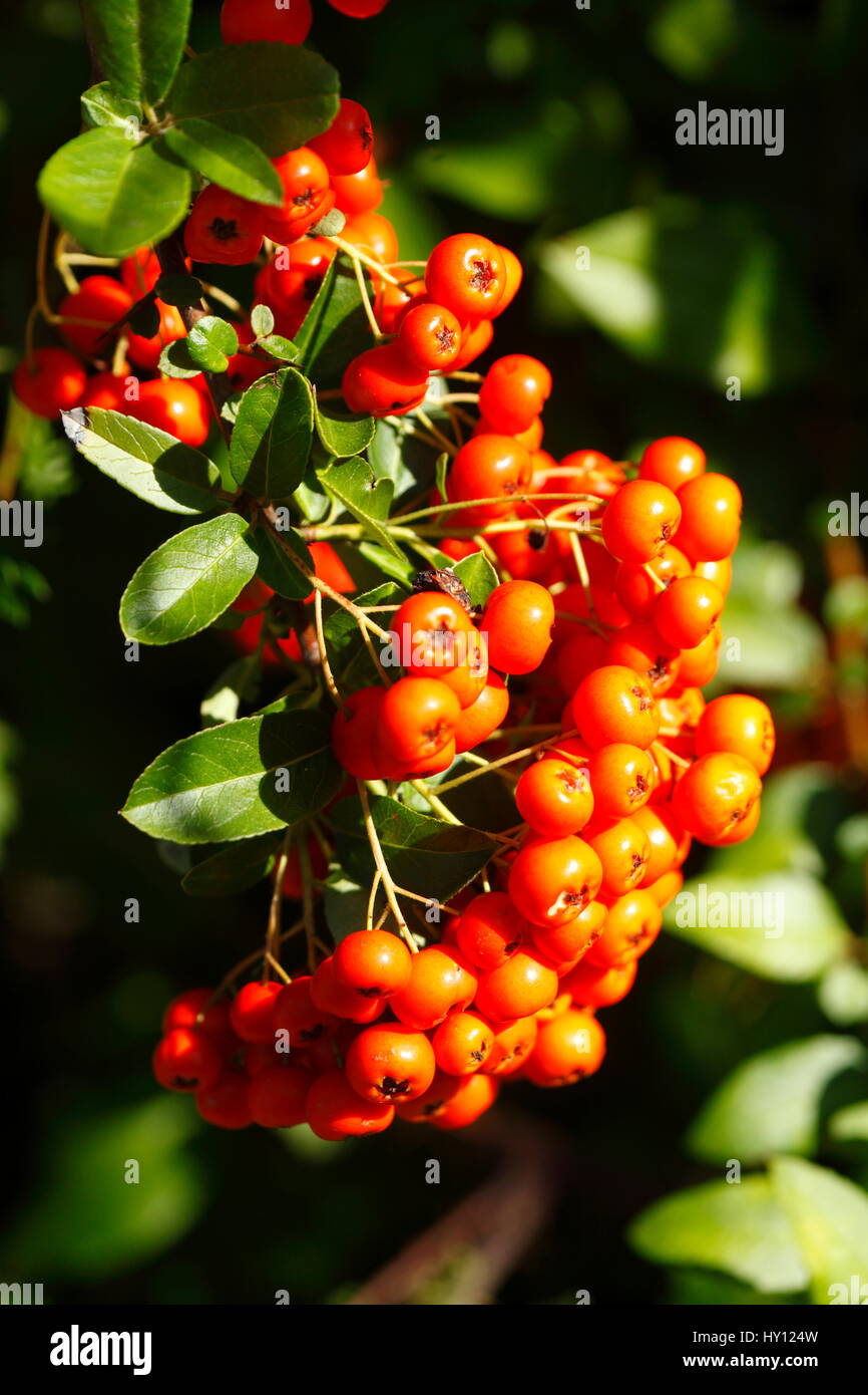Pyracantha Berries on a Tree Stock Photo - Alamy