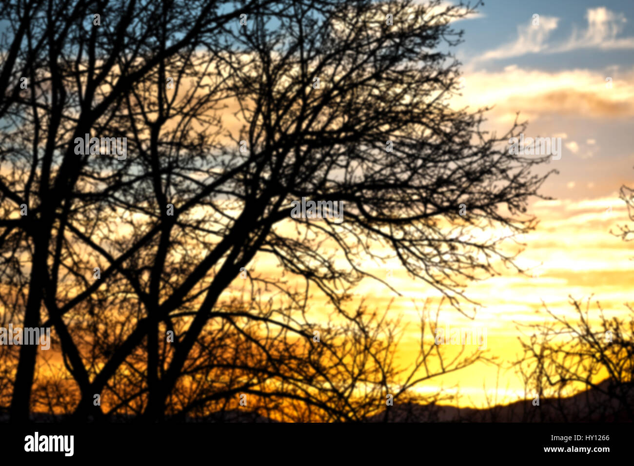 blur in south africa sunrise near branch tree like abstract background ...