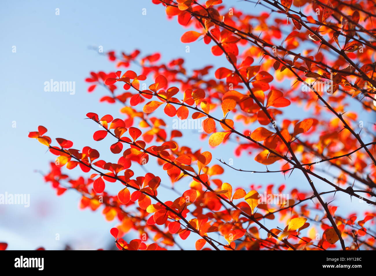 red colored autumn-leaves Stock Photo - Alamy