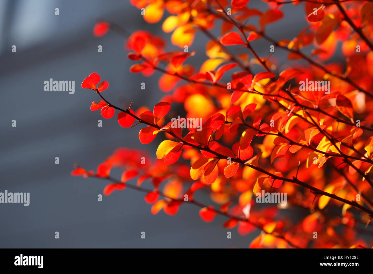 red colored autumn-leaves Stock Photo - Alamy