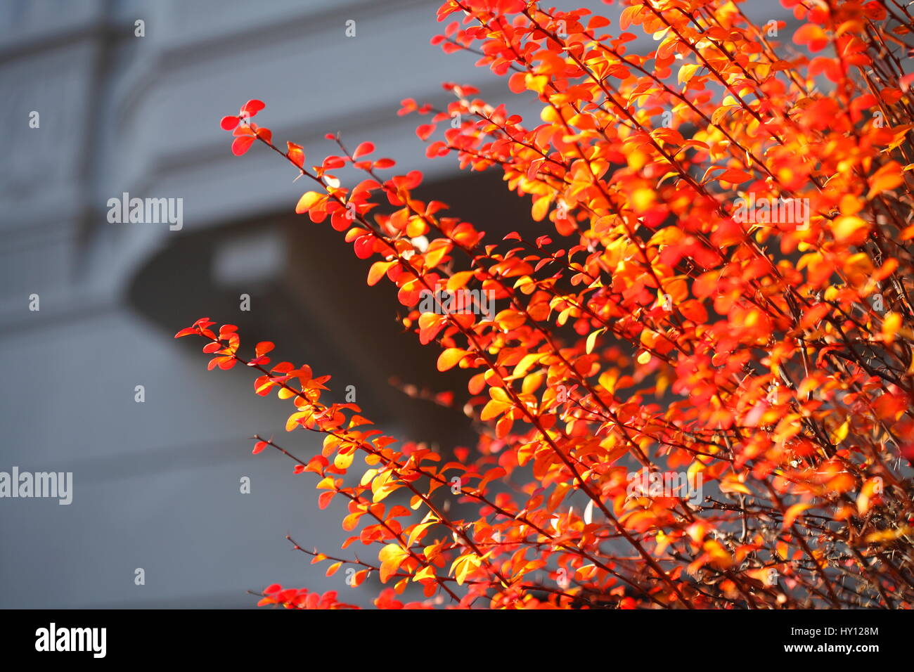red colored autumn-leaves Stock Photo - Alamy
