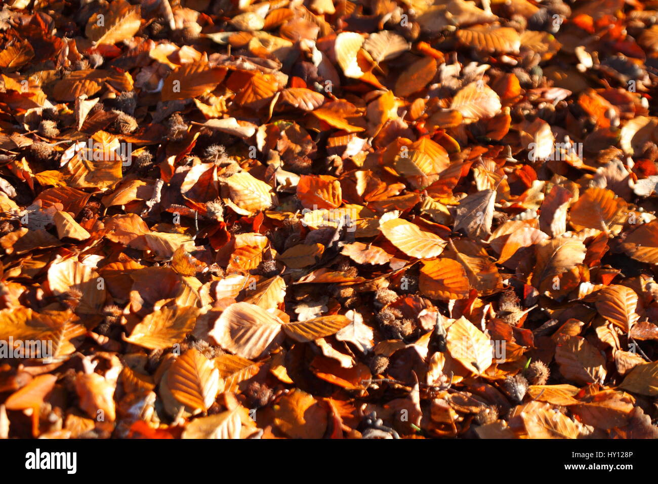 brown Autumn Leaves Stock Photo - Alamy