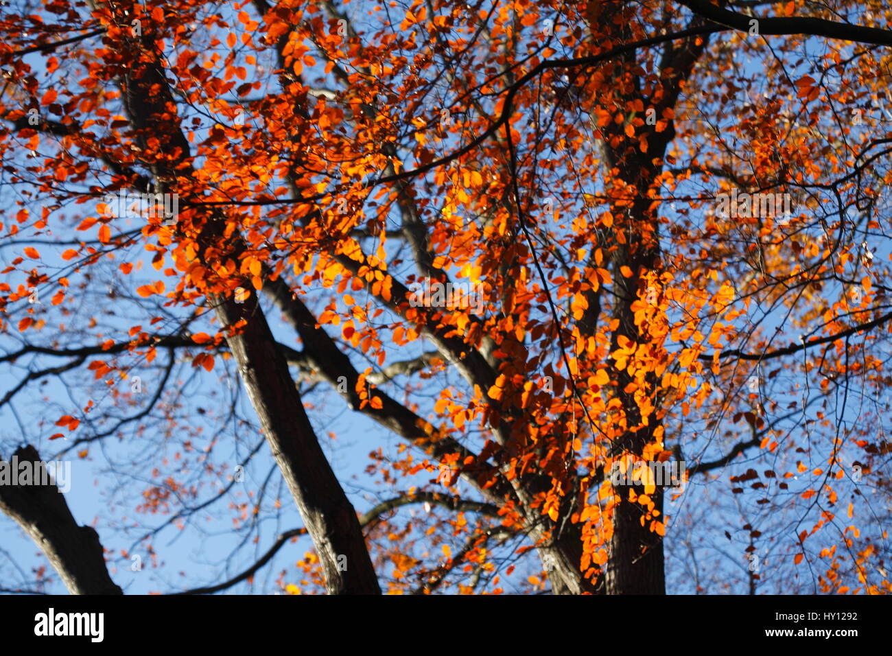 red colored beech-leaves Stock Photo - Alamy