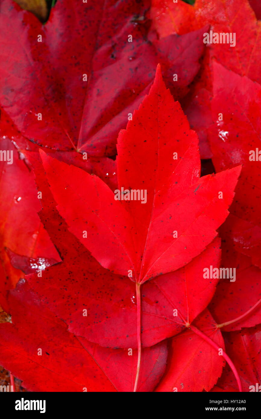 red colored maple leaf Stock Photo - Alamy