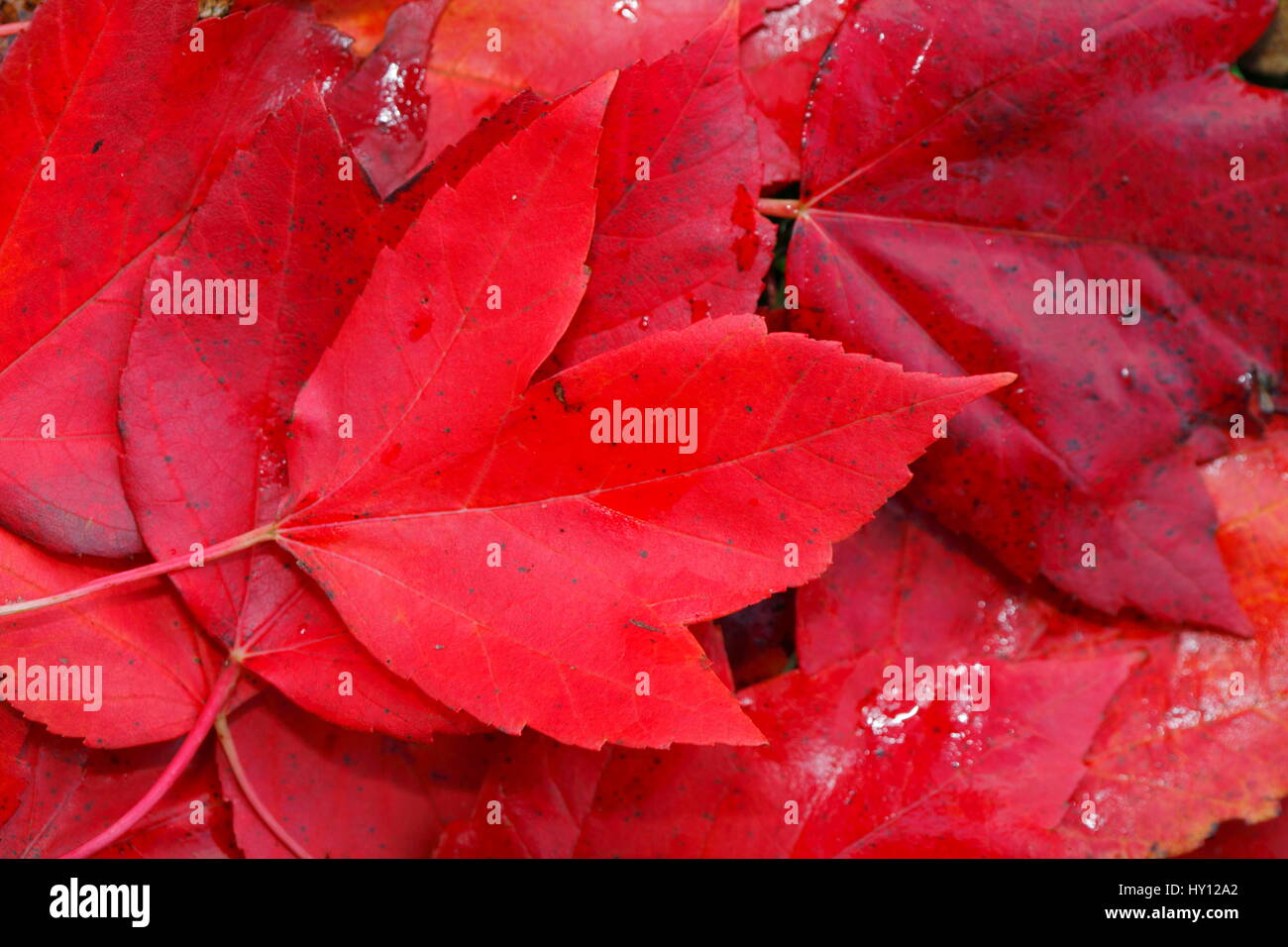 red colored maple leaf Stock Photo - Alamy