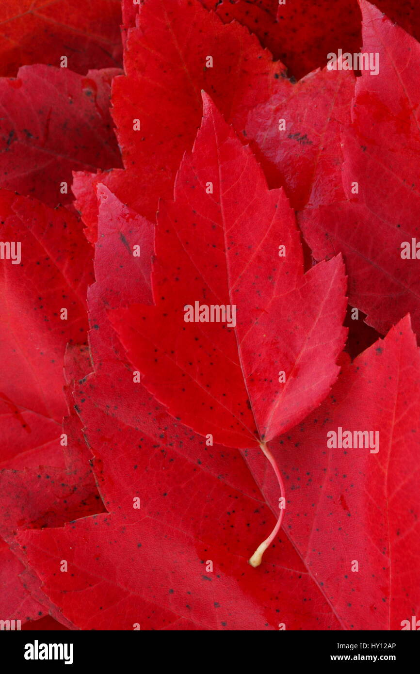 red colored maple leaves Stock Photo - Alamy