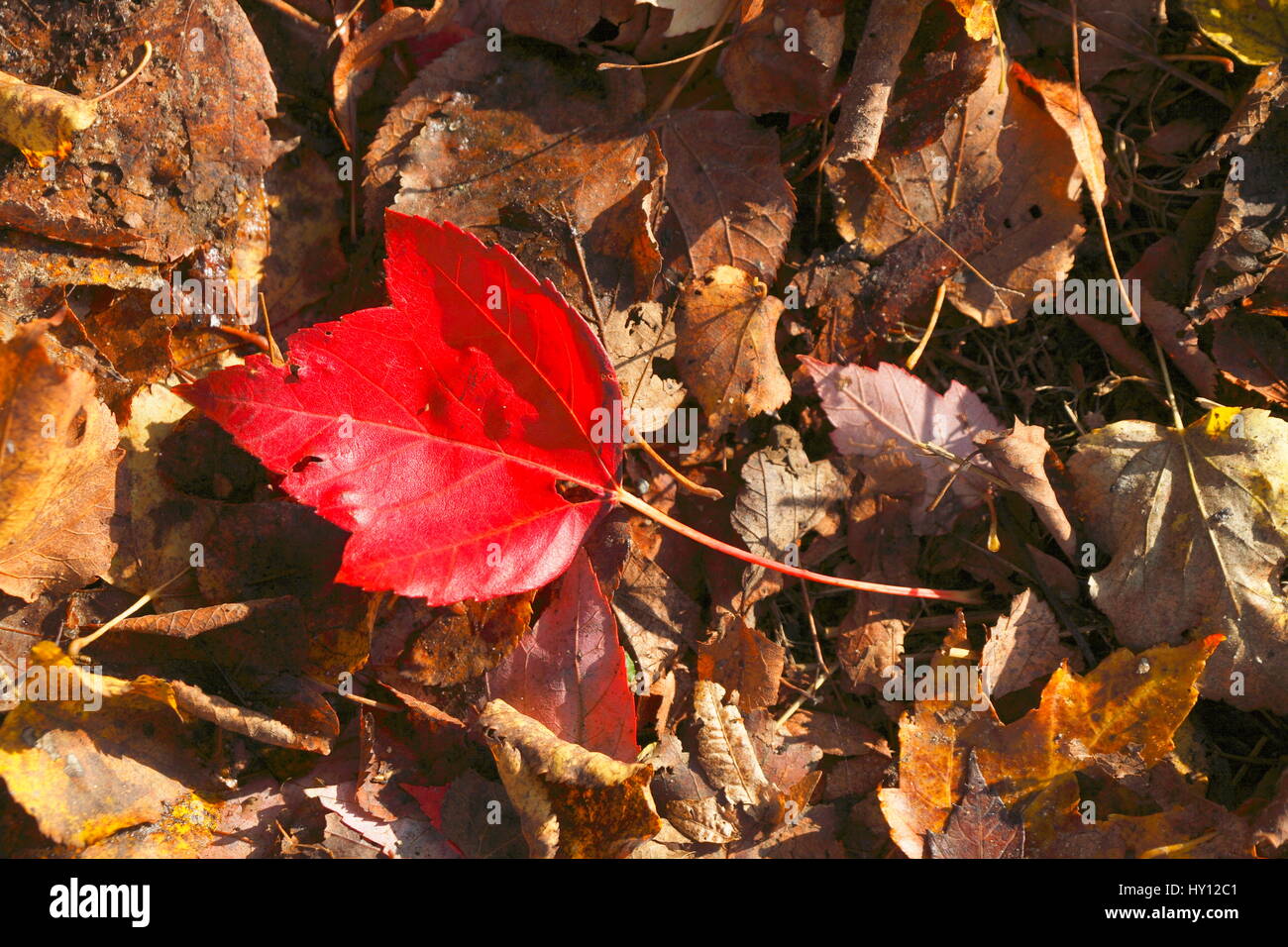 red colored maple leaf Stock Photo - Alamy