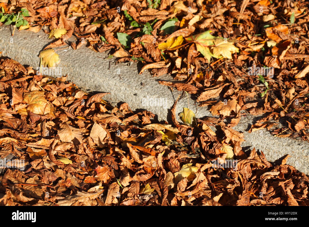 brown Autumn Leaves Stock Photo - Alamy