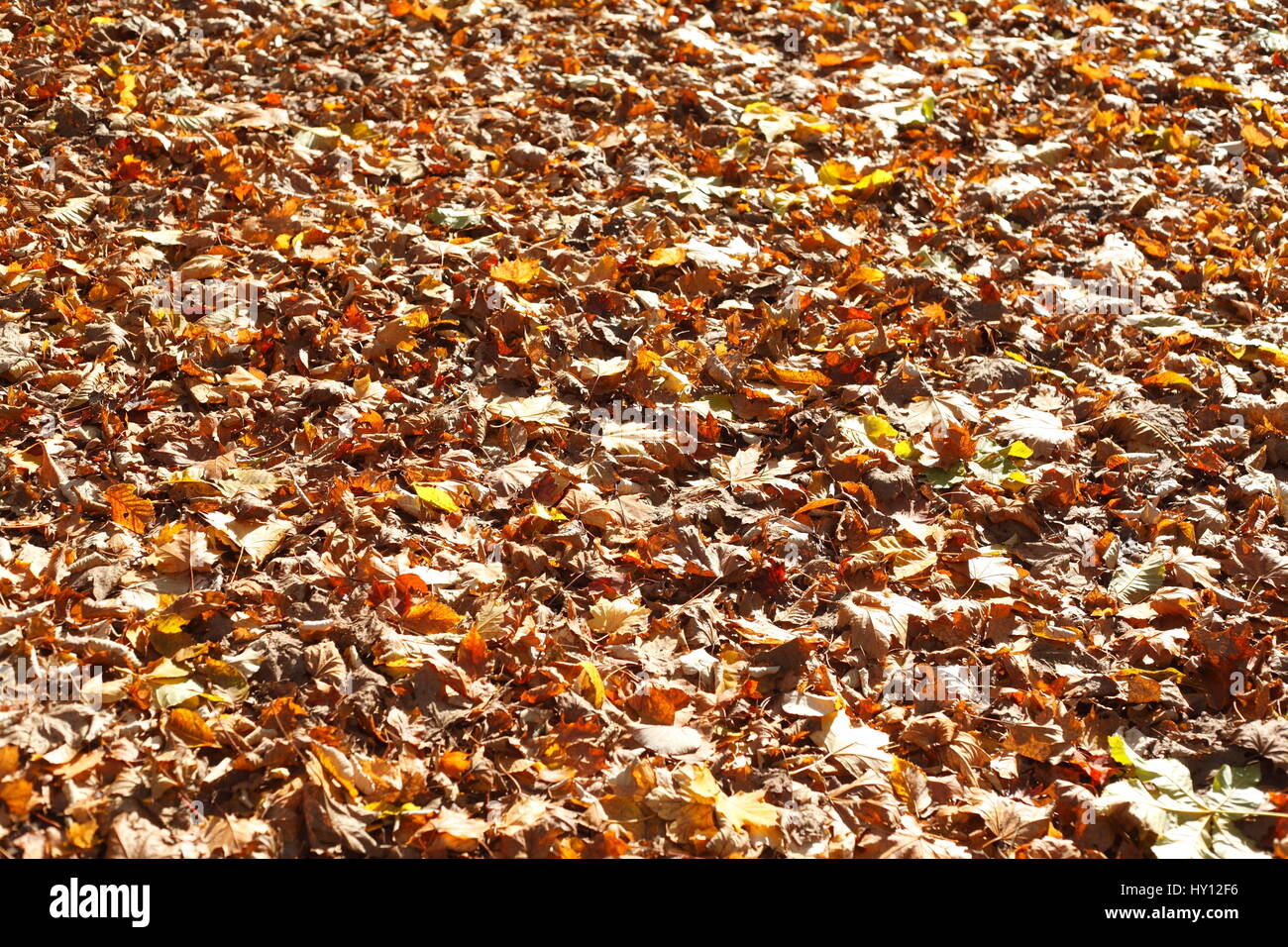 brown Autumn Leaves Stock Photo - Alamy