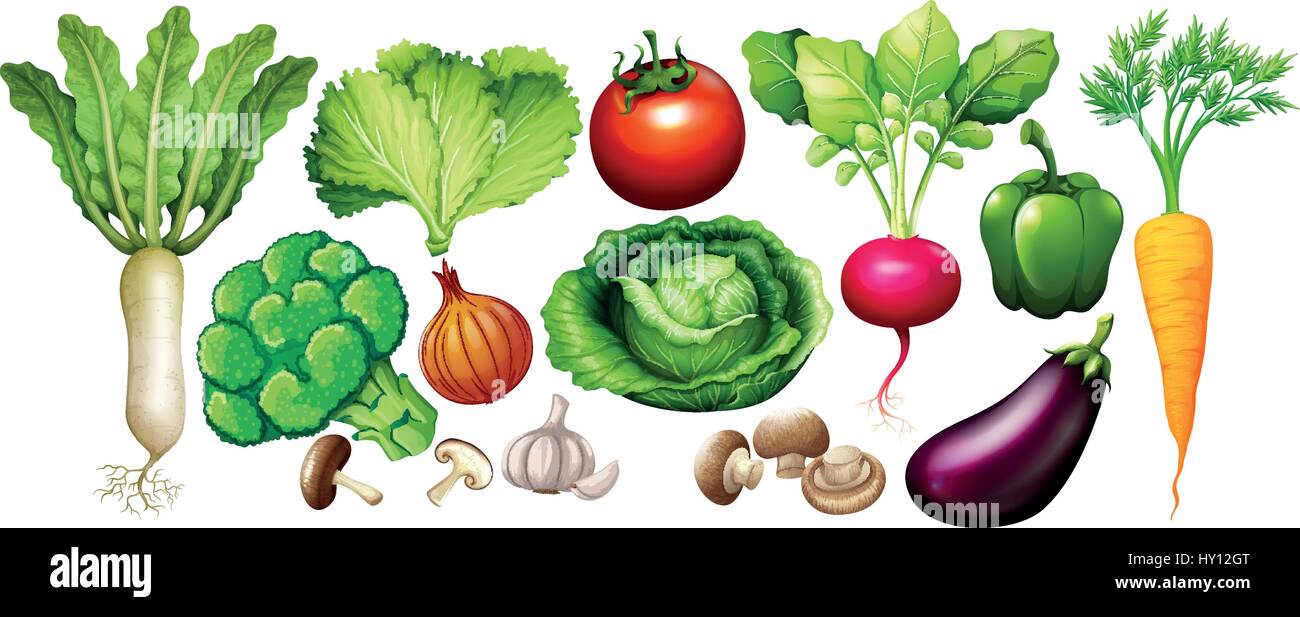 Different types of vegetables illustration Stock Vector Art ...