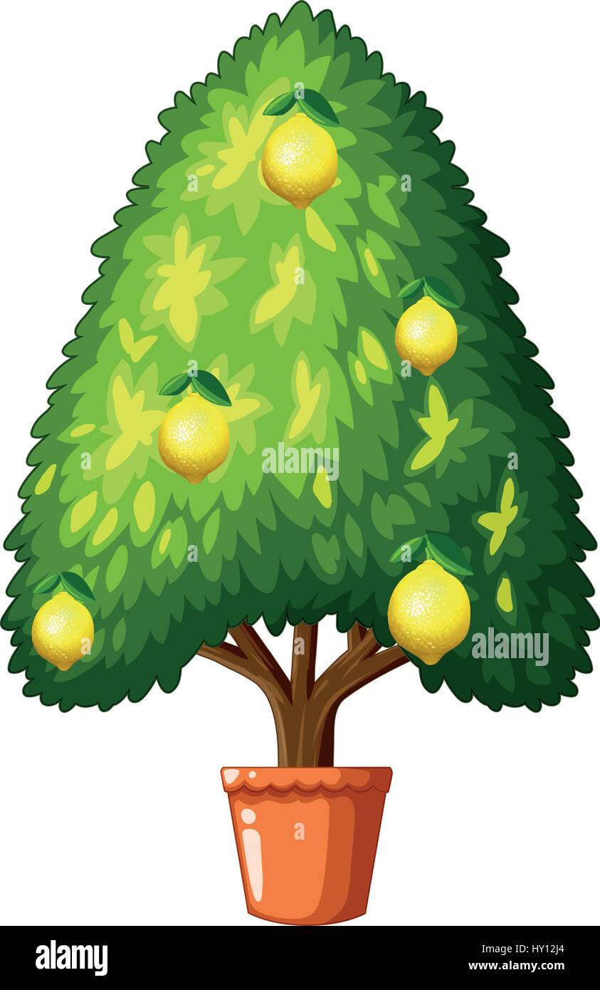 Lemon tree picture Stock Vector Images - Alamy