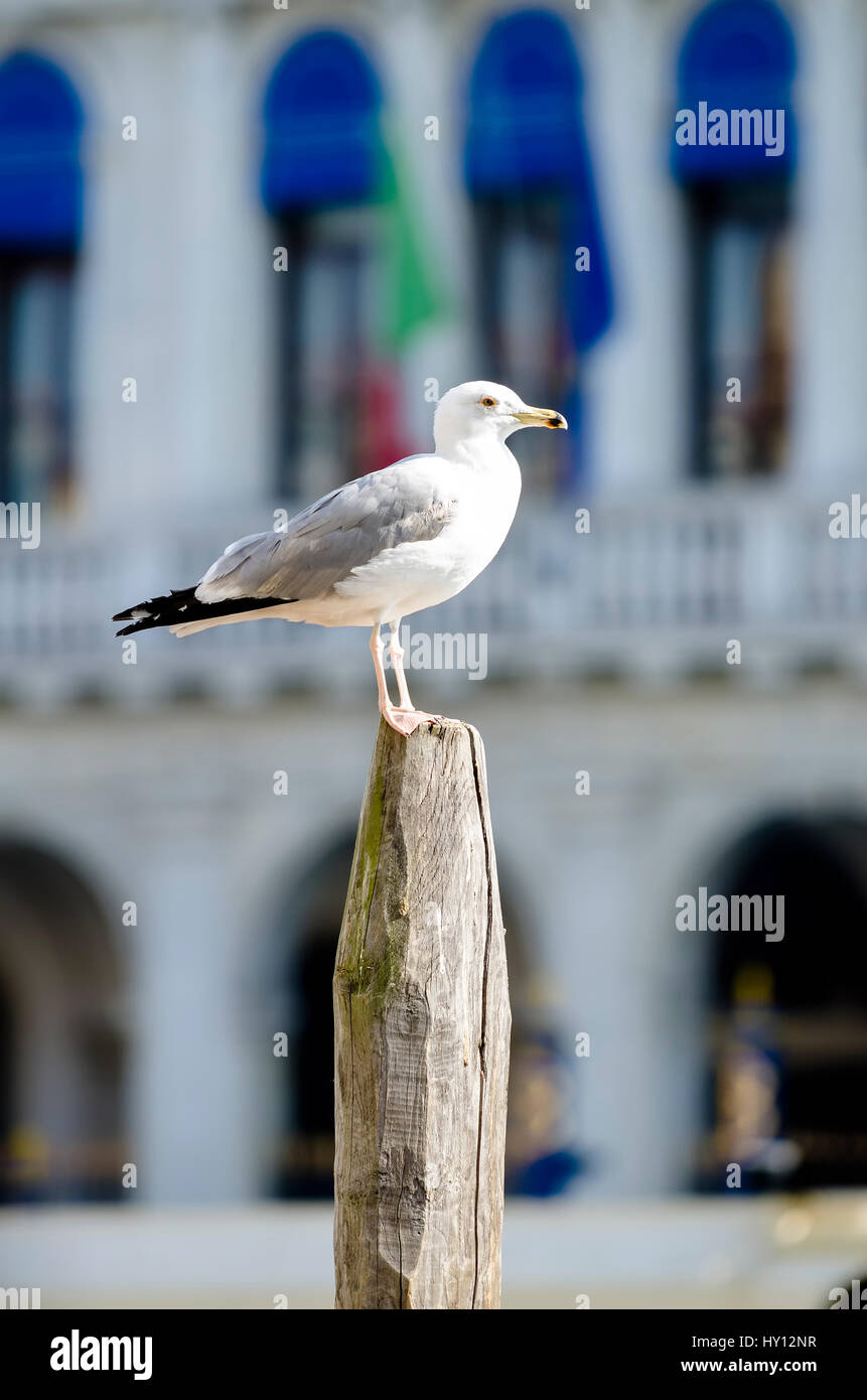 seagull in venice italy Stock Photo - Alamy