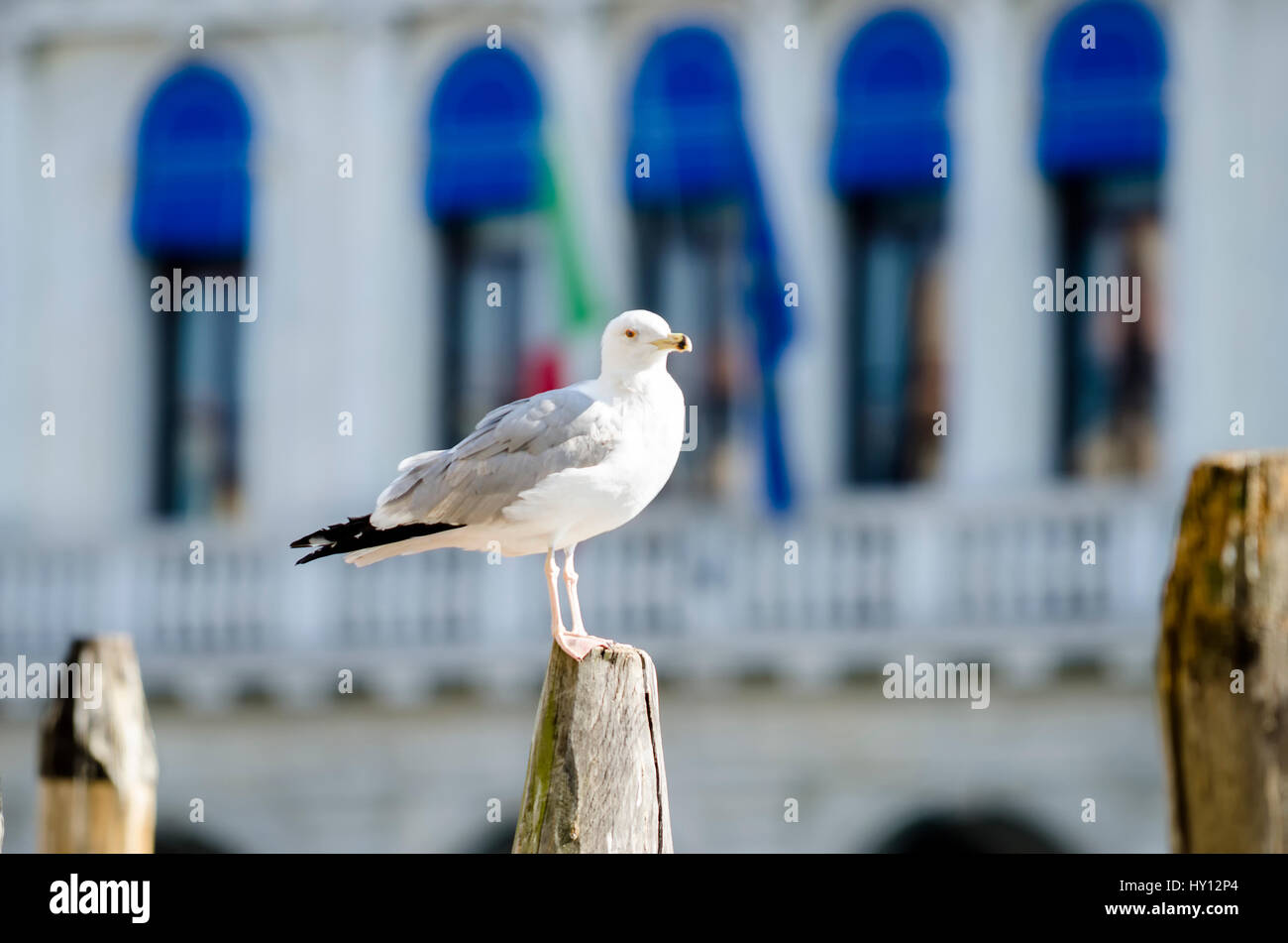 seagull in venice italy Stock Photo - Alamy