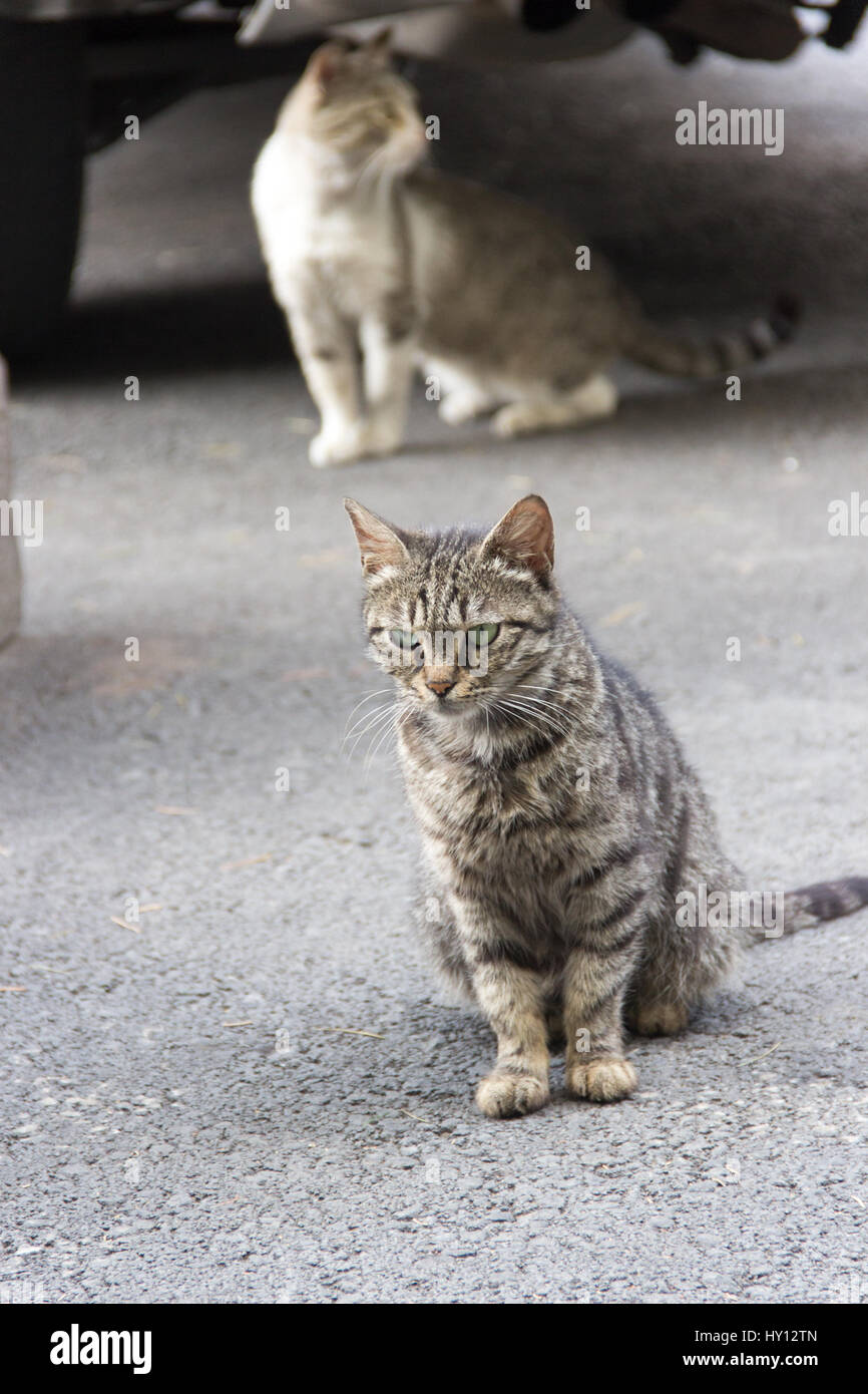 Very serious caucasian cat, sternly looks at the camera Stock Photo - Alamy