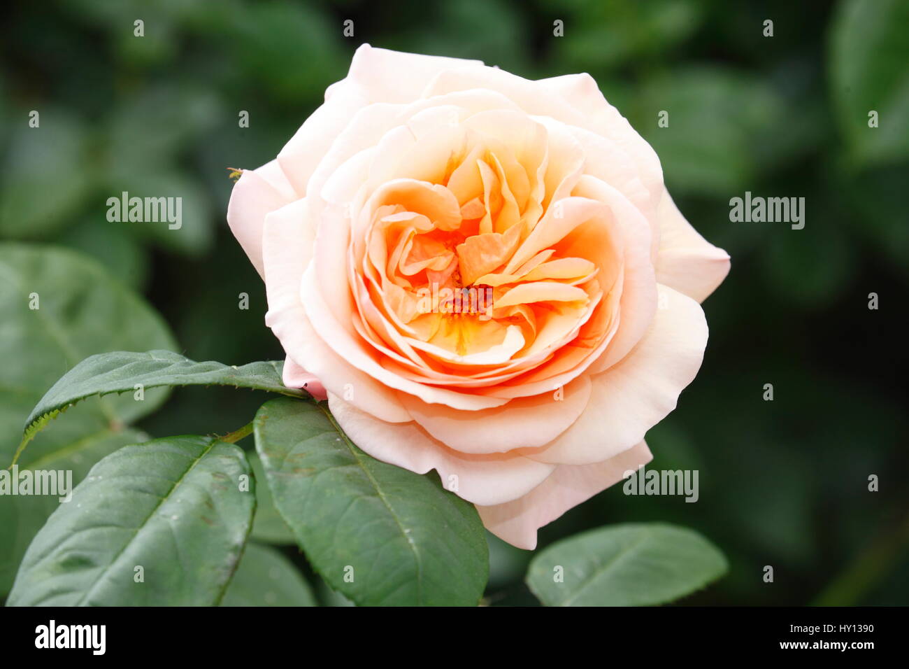 Apricot colored Rose Stock Photo - Alamy