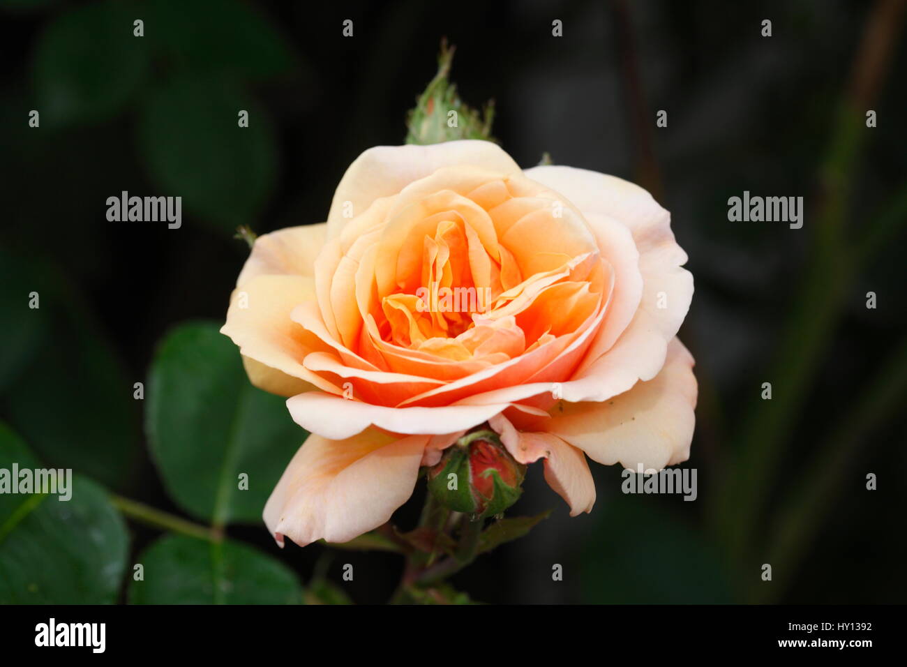 Apricot colored hi-res stock photography and images - Alamy