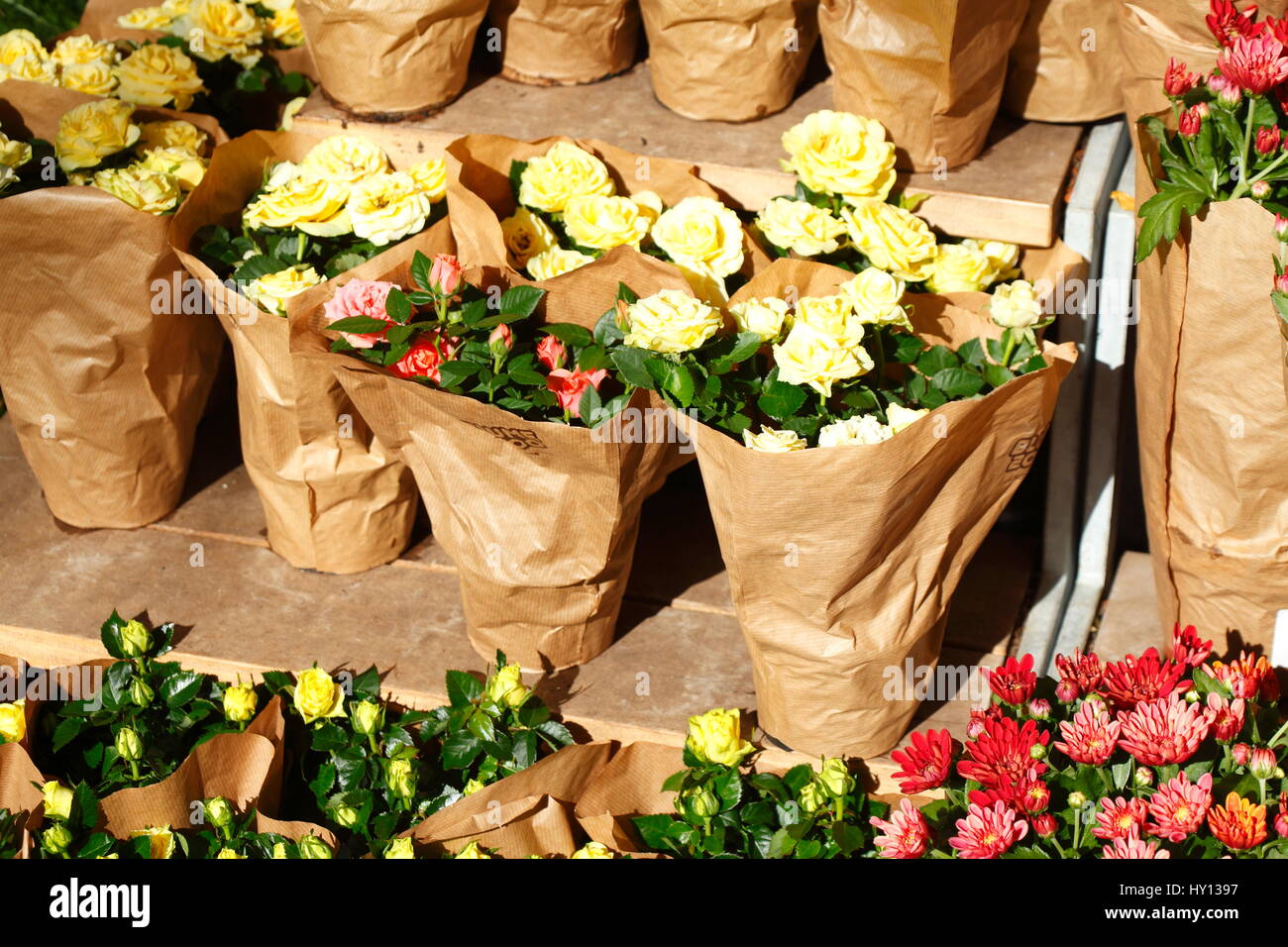 Rose bags hi-res stock photography and images - Alamy