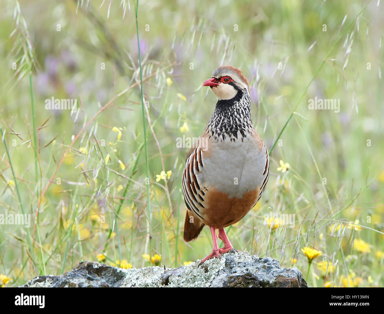 Rock partridge hi-res stock photography and images - Alamy