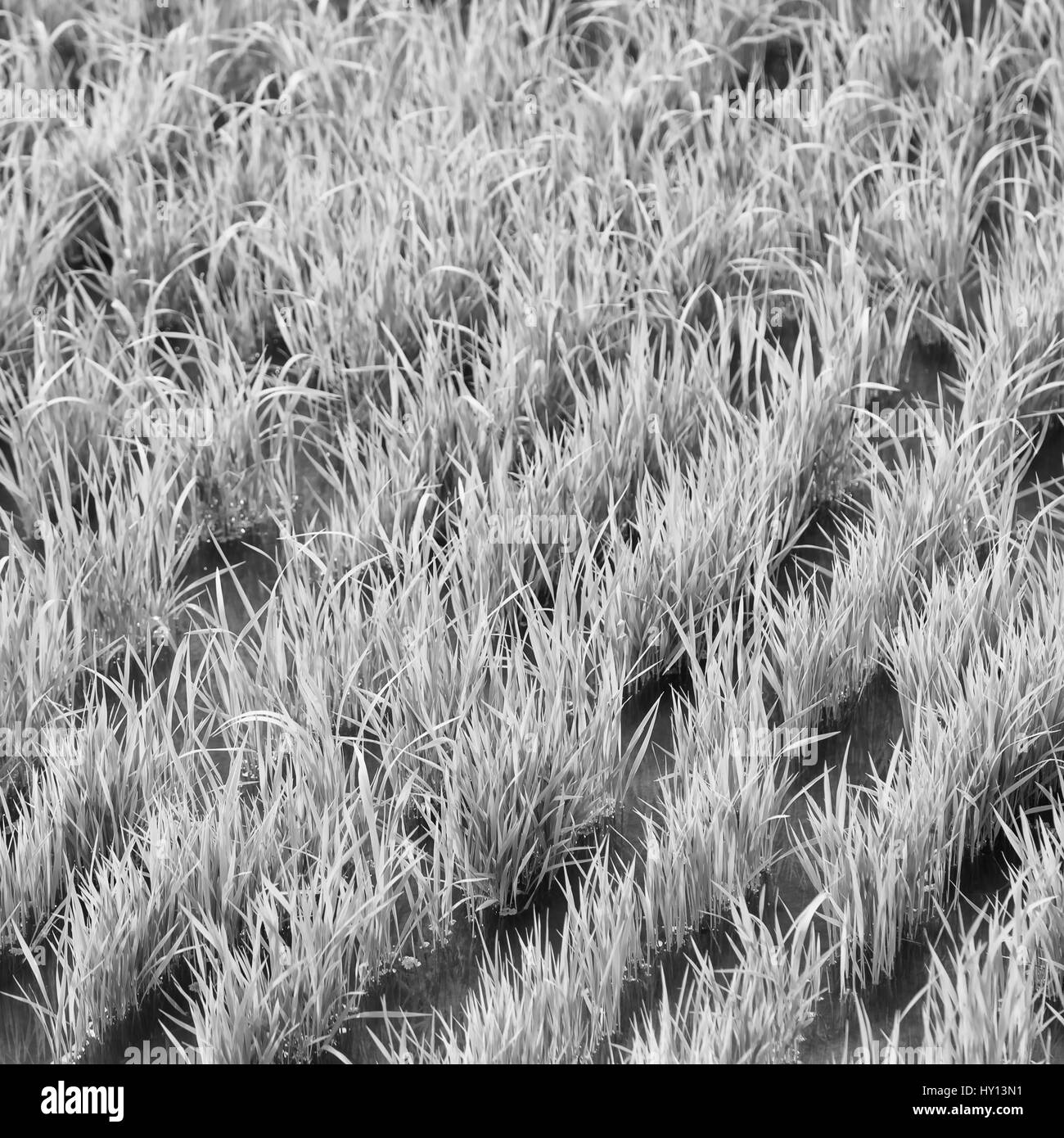 Japanese rice paddy field Black and White Stock Photos & Images - Alamy