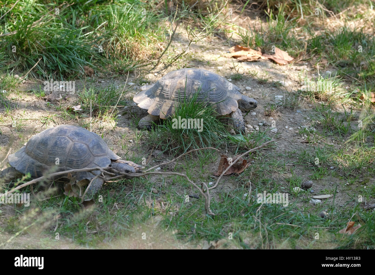 Two turtles in the park hi-res stock photography and images - Alamy