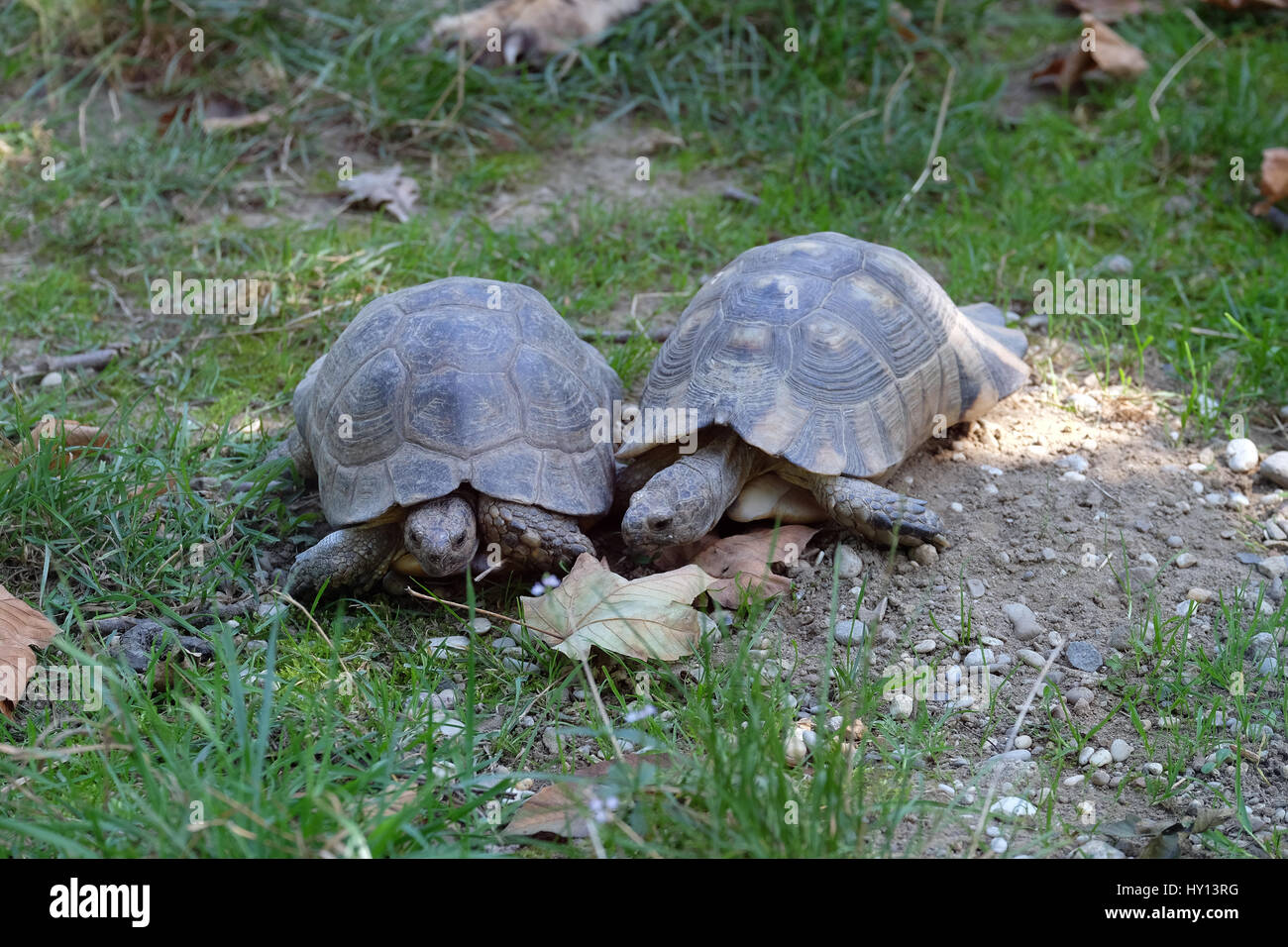 The two turtles looked at each other in the park Stock Photo - Alamy