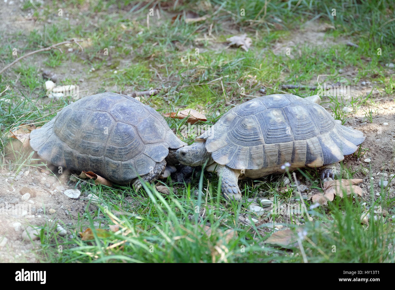 Two turtles turtle couple hi-res stock photography and images - Alamy