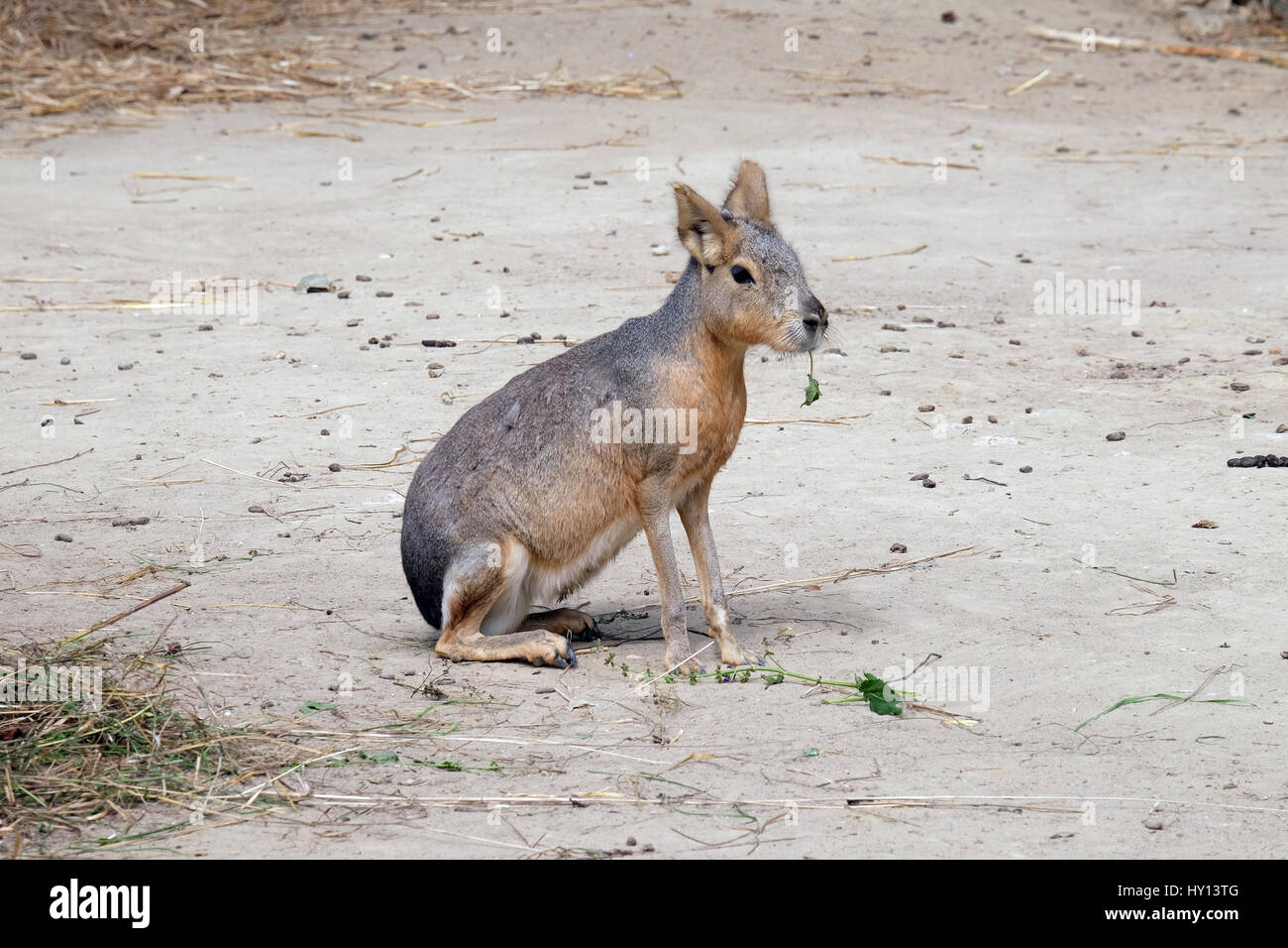 The Patagonian mara (Dolichotis patagonum Stock Photo - Alamy