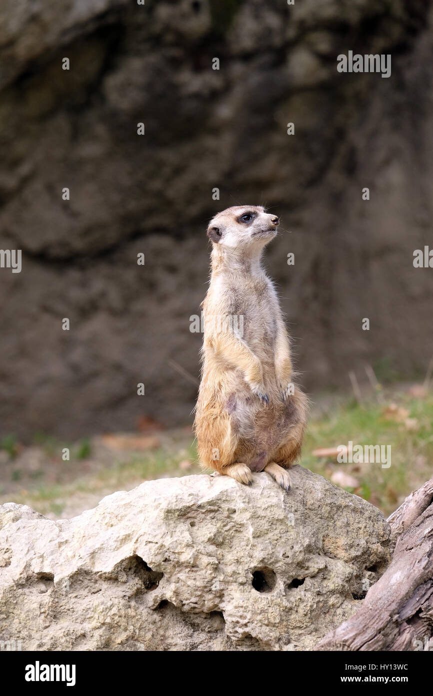 Animal wild guard hi-res stock photography and images - Alamy