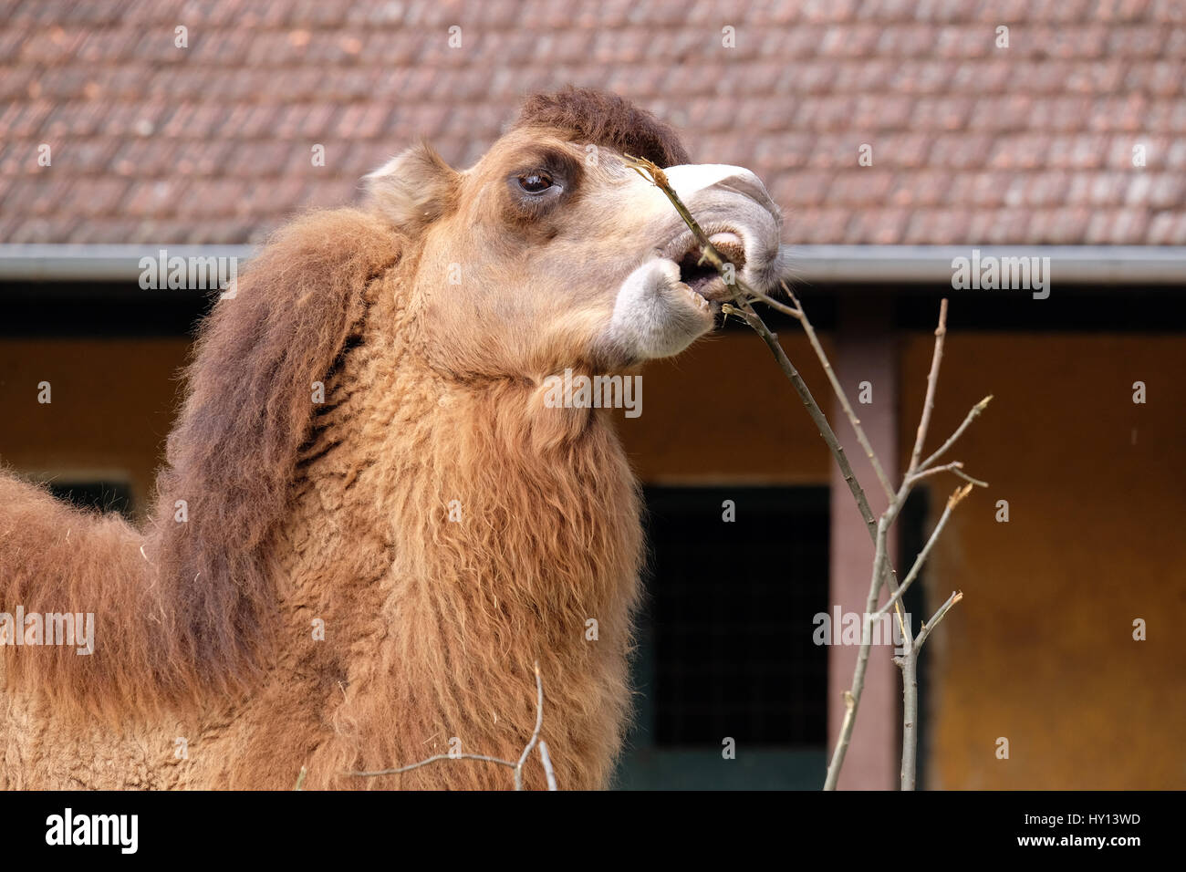 Camel hi-res stock photography and images - Alamy