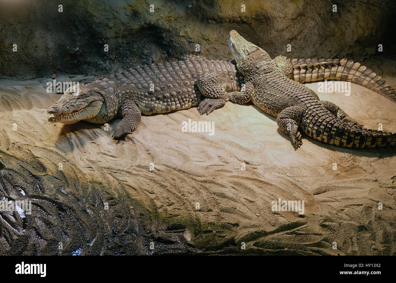 Strength crocodile hi-res stock photography and images - Alamy