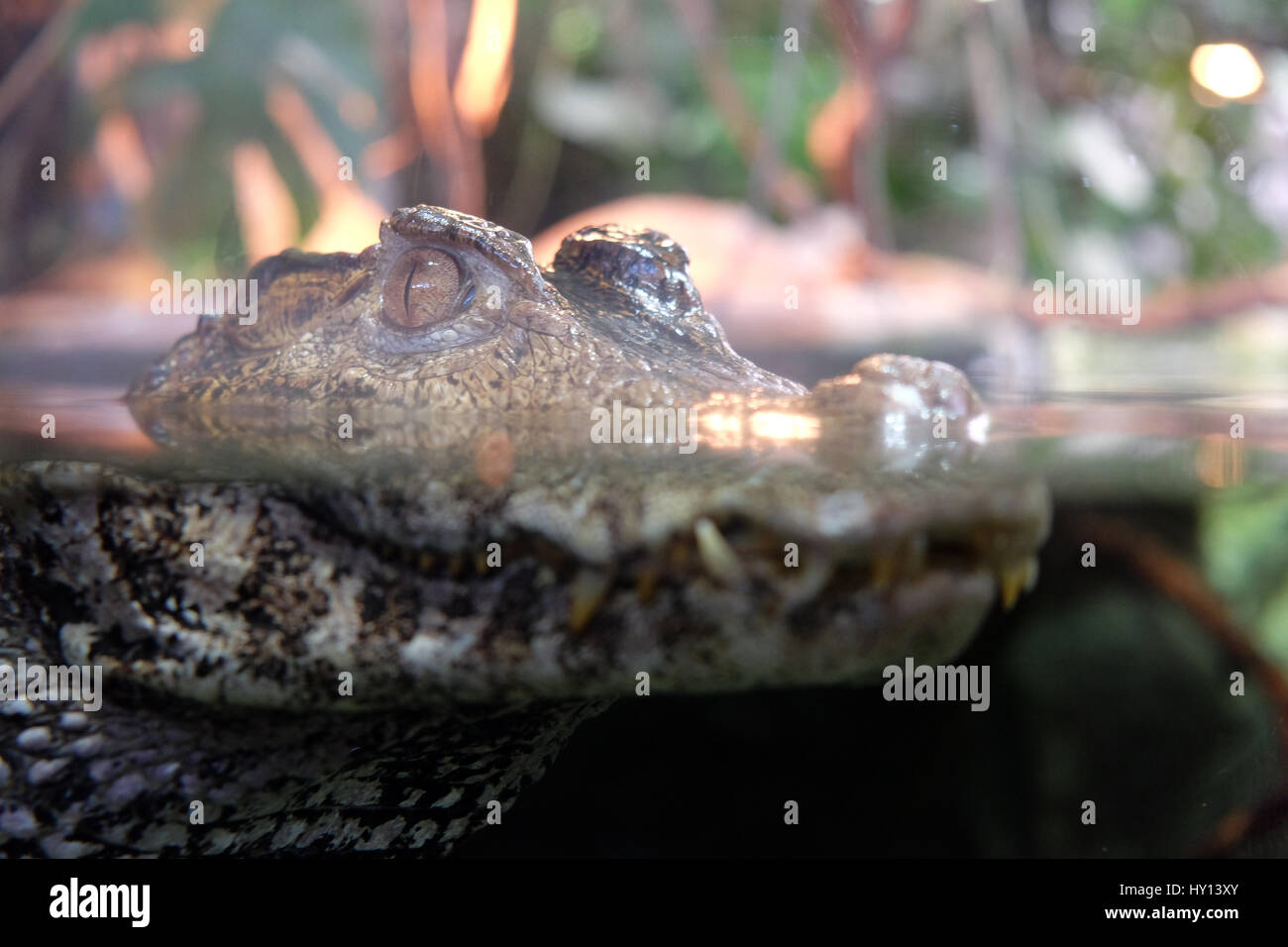 Strength crocodile hi-res stock photography and images - Alamy